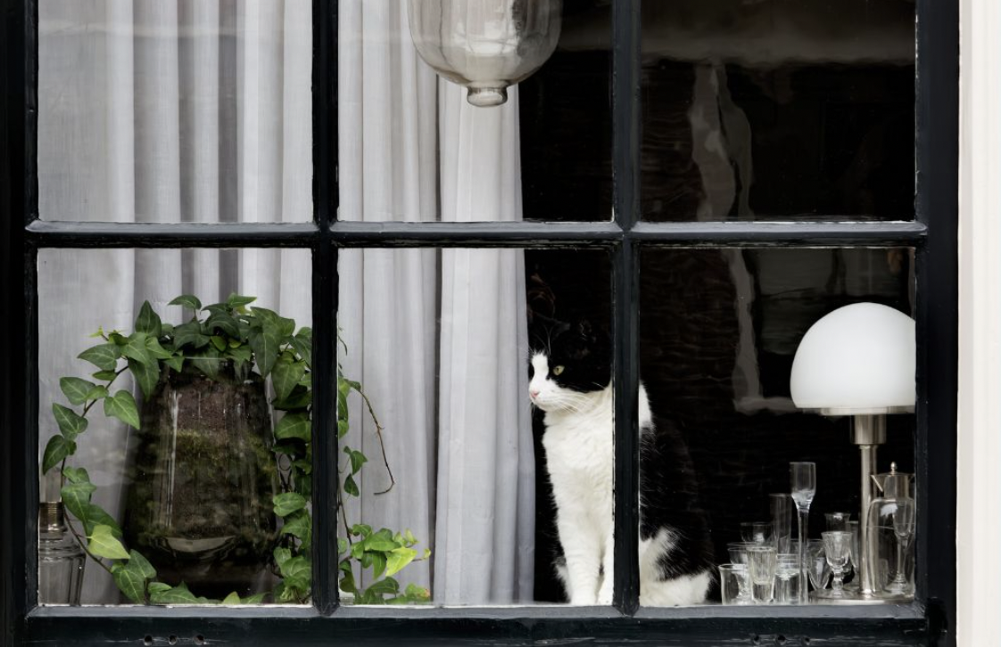 Choosing Pet-Friendly Window Coverings - Business Talking